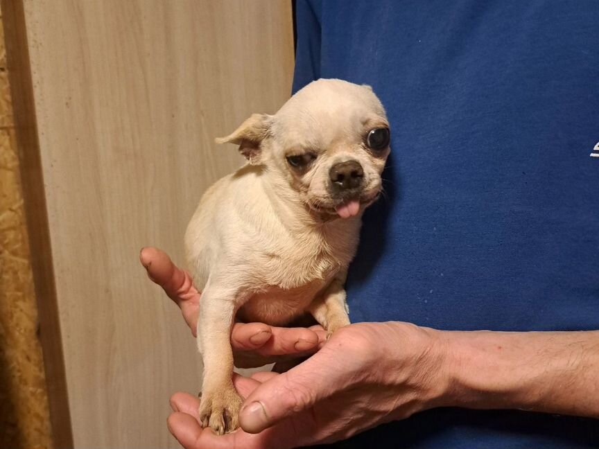 Чихуахуа в дар