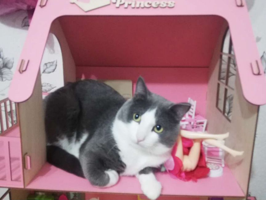 Отдам кота