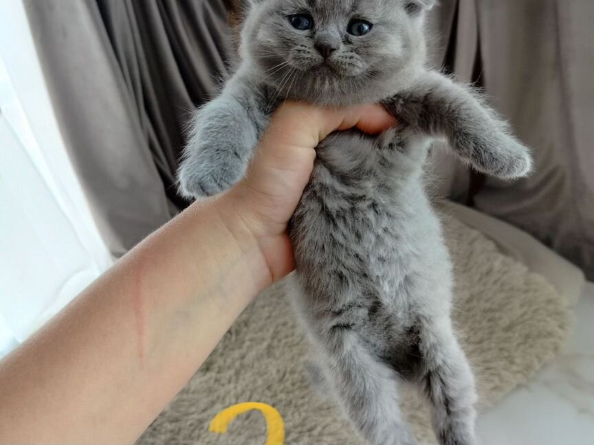 Шотландская вислоухая кошка