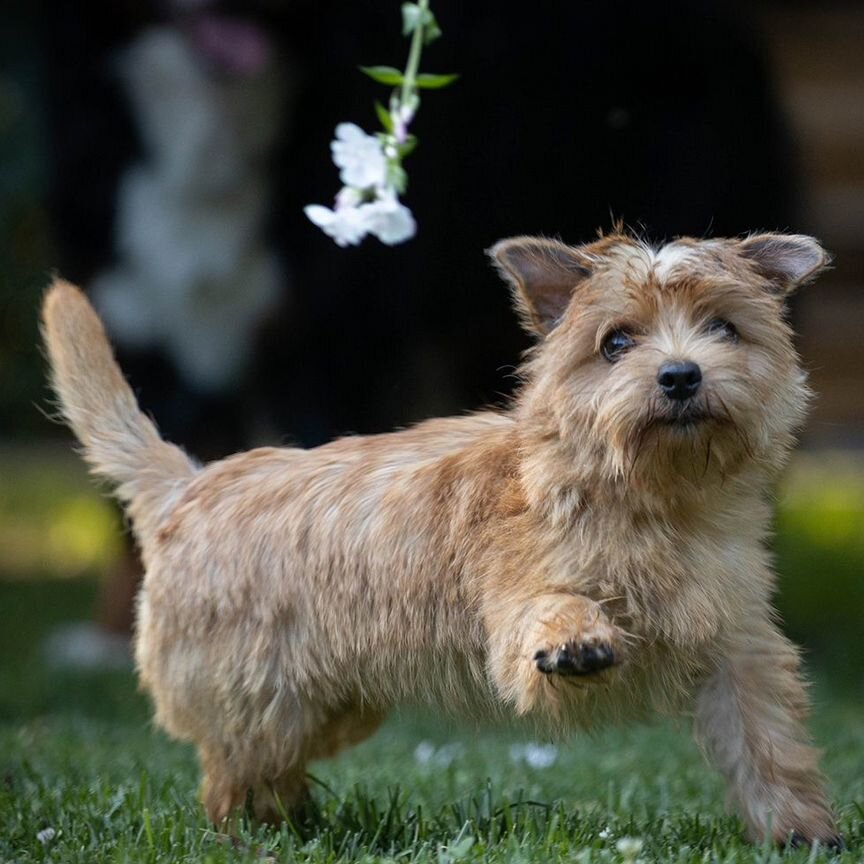 Предлагается к продаже сука норфолк терьера