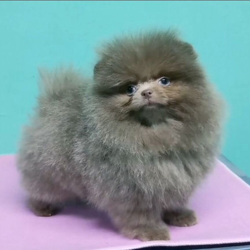 Эксклюзивный померанский шпиц