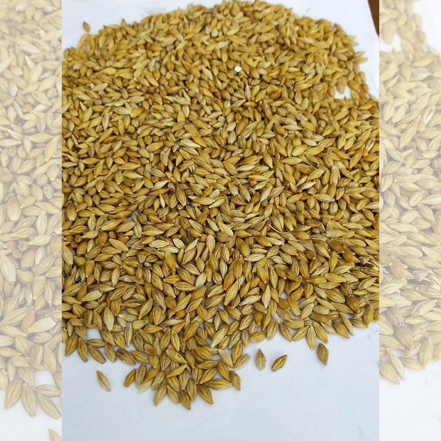 Зерно пшеница ячмень