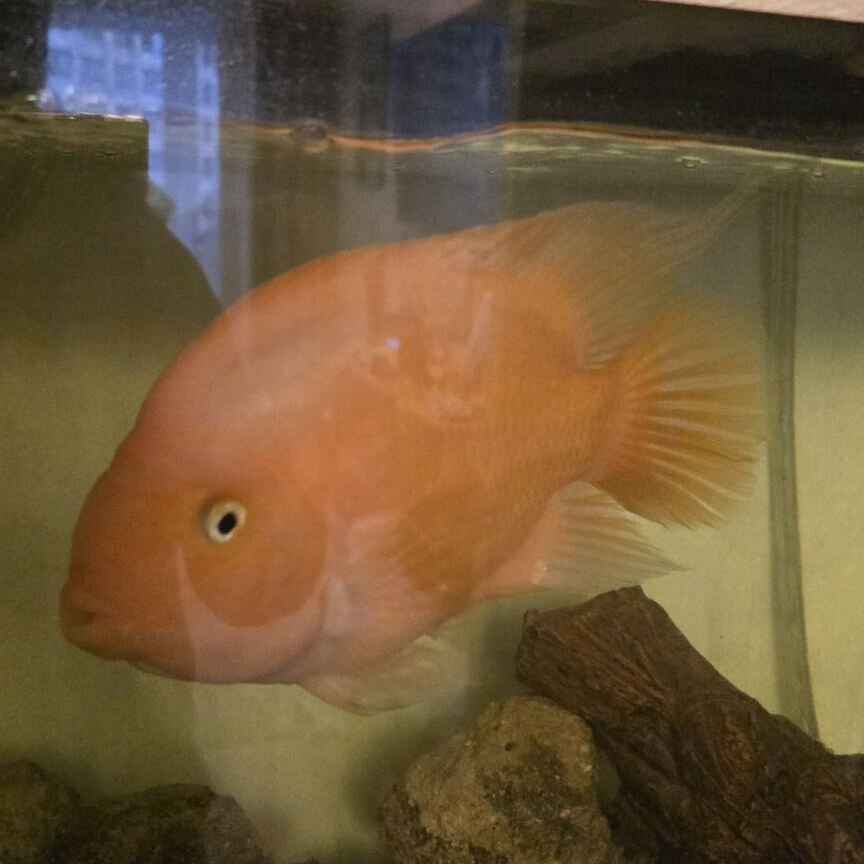 Аквариумная рыба попугай