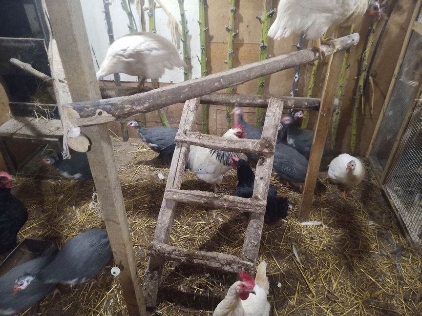 Цесарки