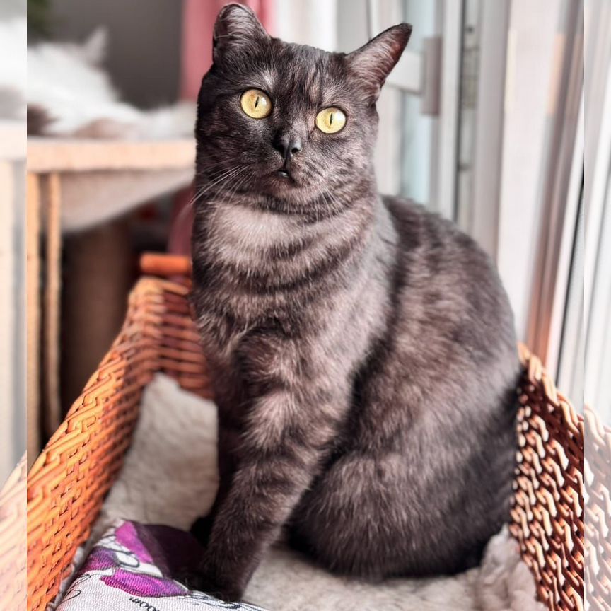 Британский длинношёрстный котёнок