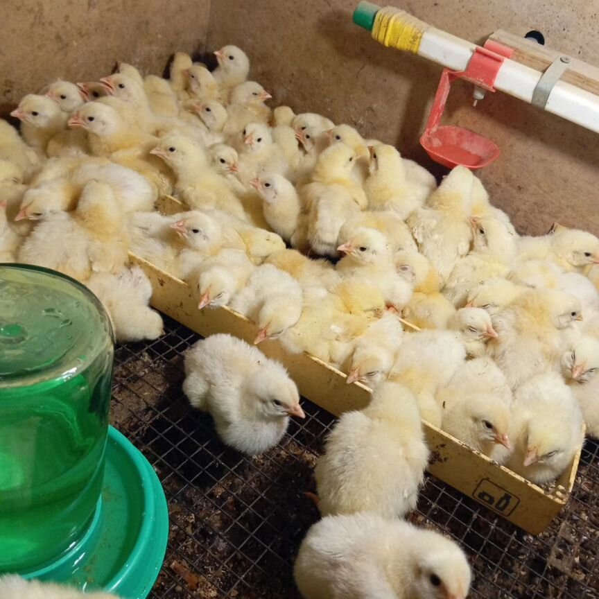 Цыплята бройлеры