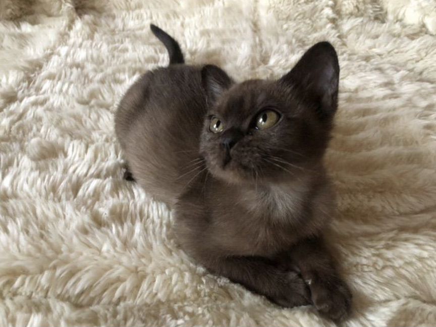 Бурманские котята