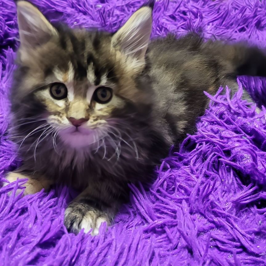 Мейн-кун котёнок