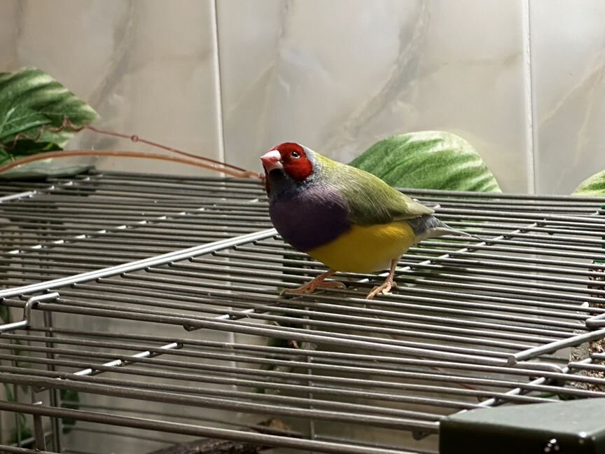 Амадины Гульда (экзотические птицы )