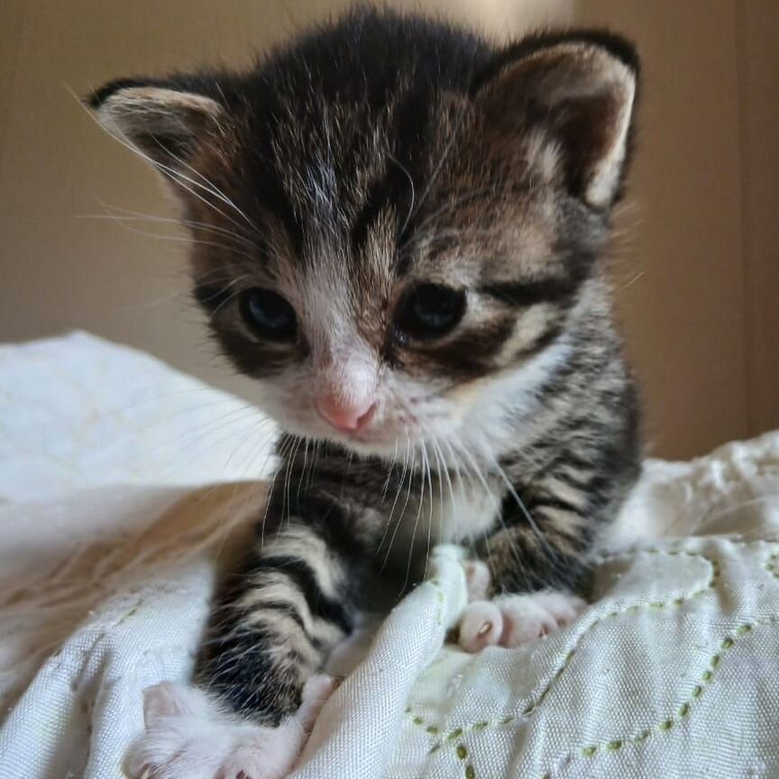 Котёнок замечательный