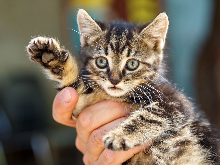 Котята в добрые руки