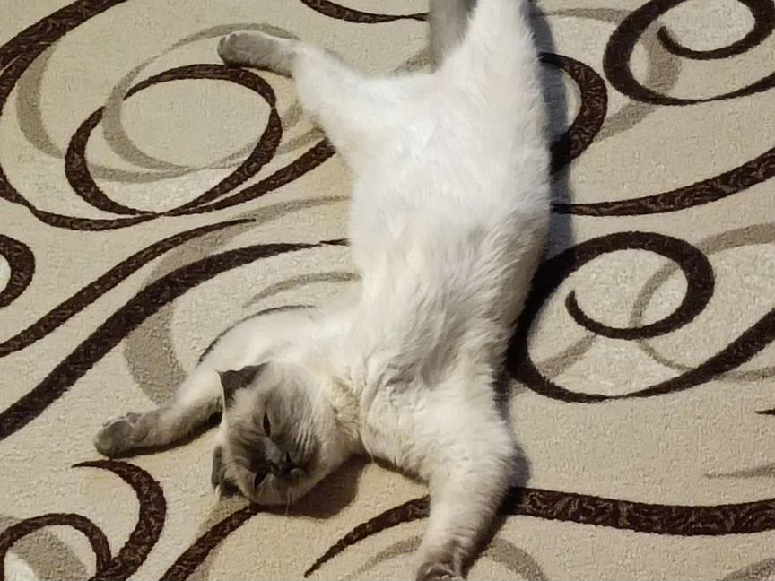 Шотландская вислоухая кошка ищет котика