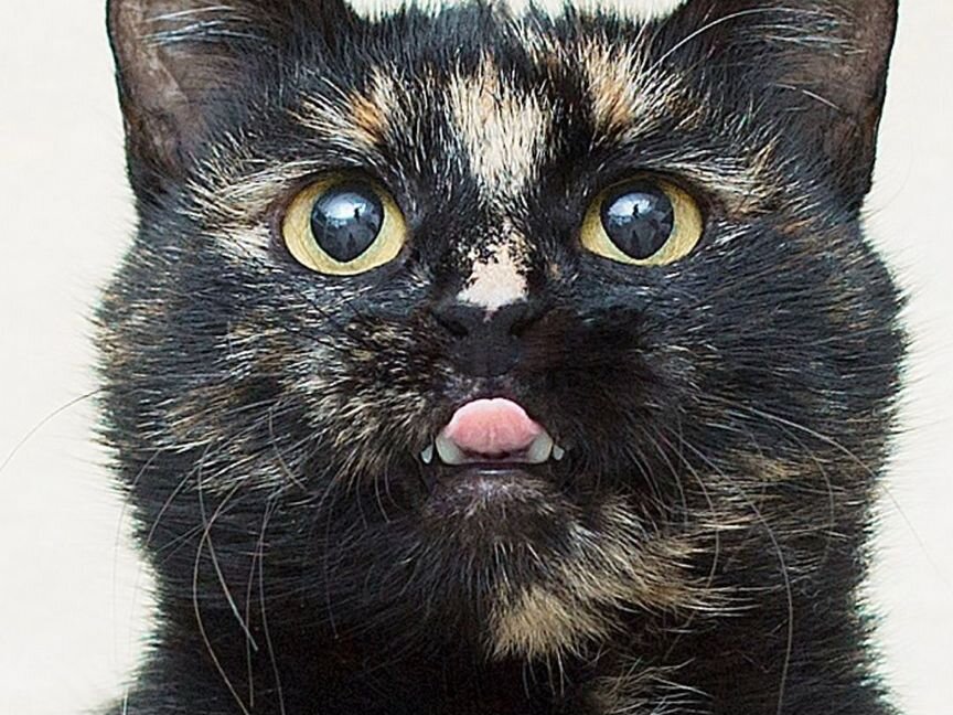 Веселая черепашка