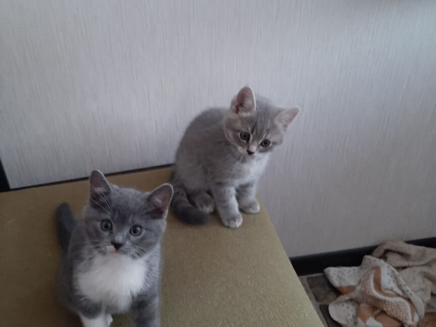 Милые котята ищут уютный дом и доброго хозяина