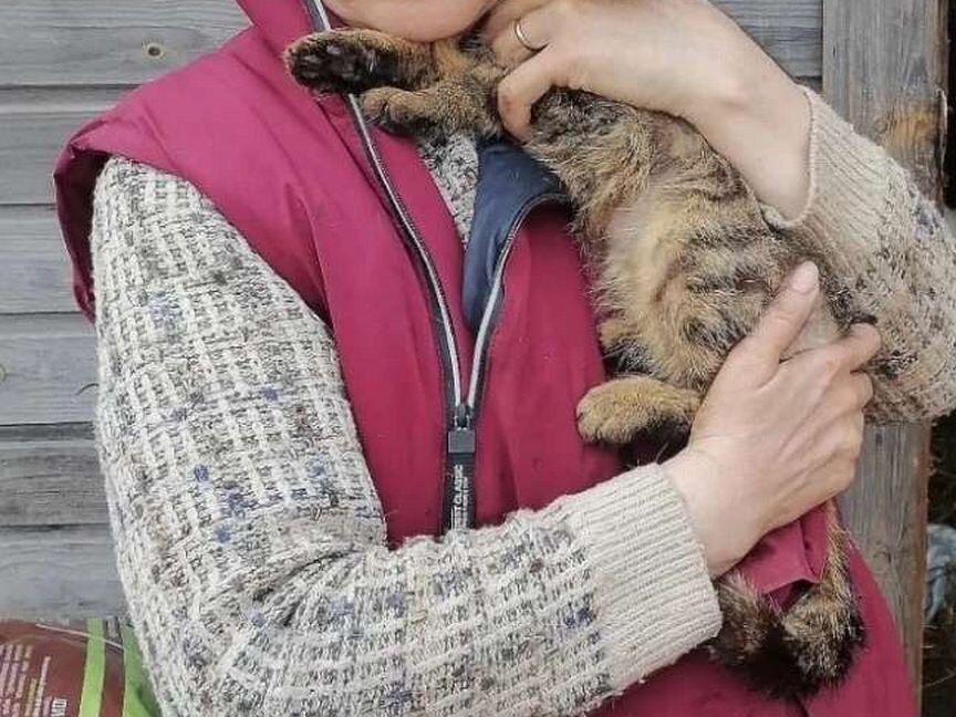 Кошечка в добрые руки