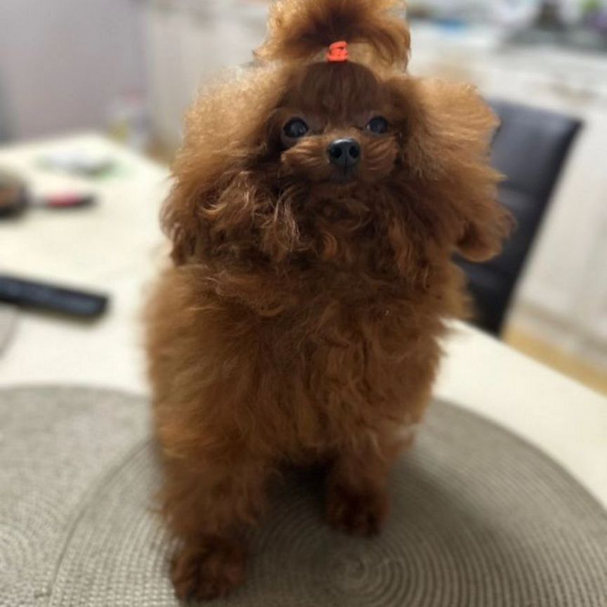 Тикап пудель