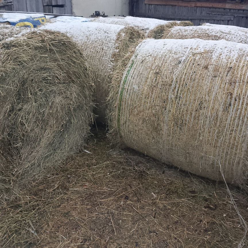 Сено в рулонах