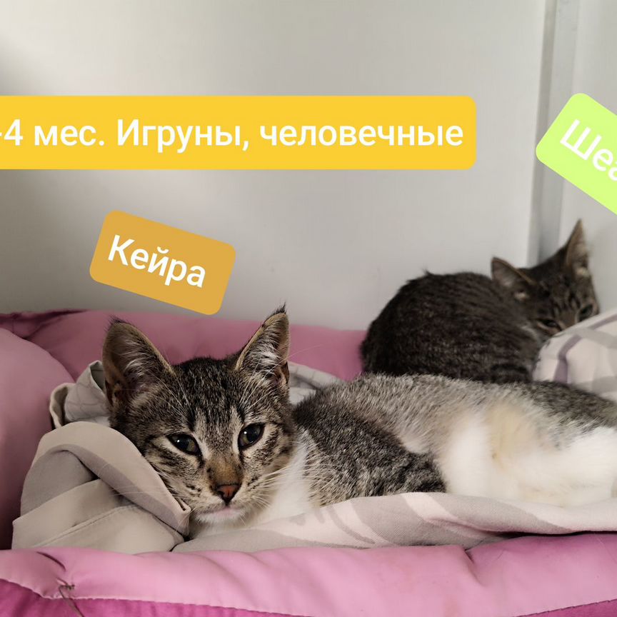 Котята в добрые руки