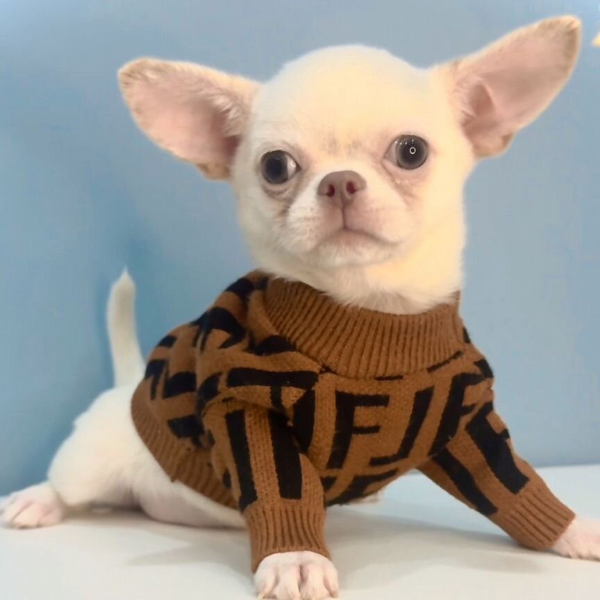 Мини мальчик белоснежный