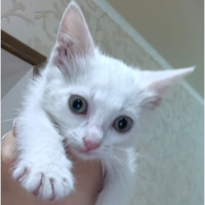 Котёнок мальчик