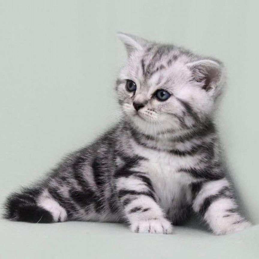 Шотландская мрамор на серебре