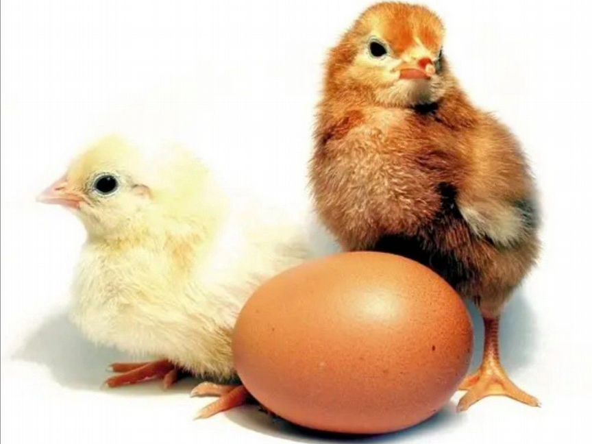 Суточный петушок Родонит