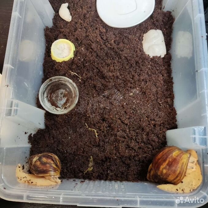 Улитки ахатины с террариумом