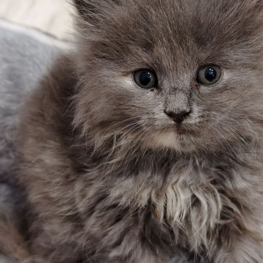 Котенок 1,5 мес