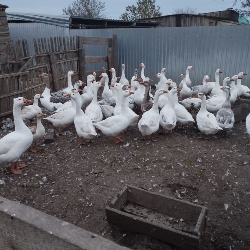 Продаю гусей молодняк (домашние)