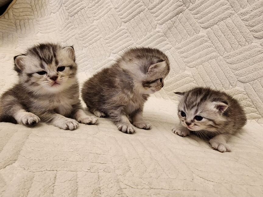 Шотландские котята