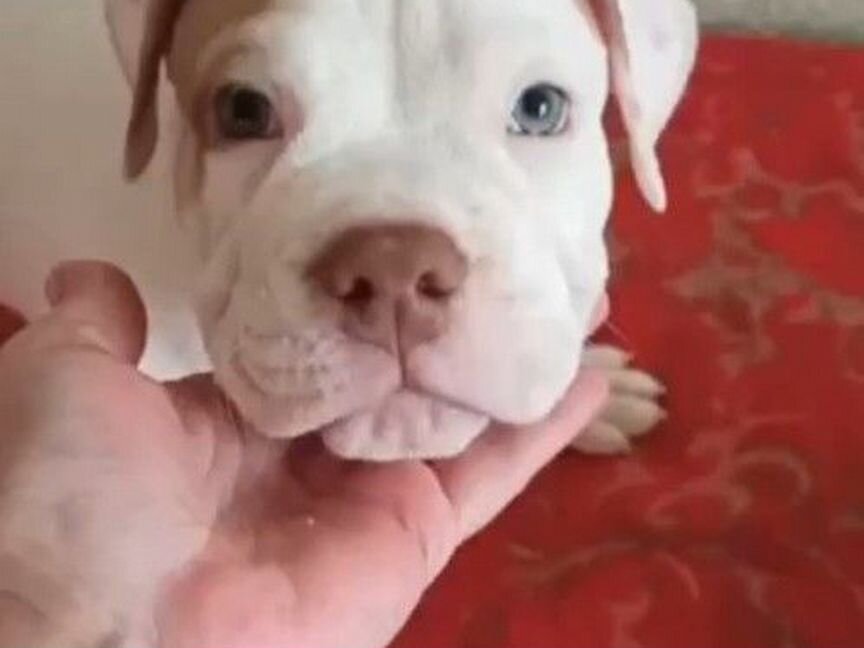 Американский булли щенок, сын Годзиллы