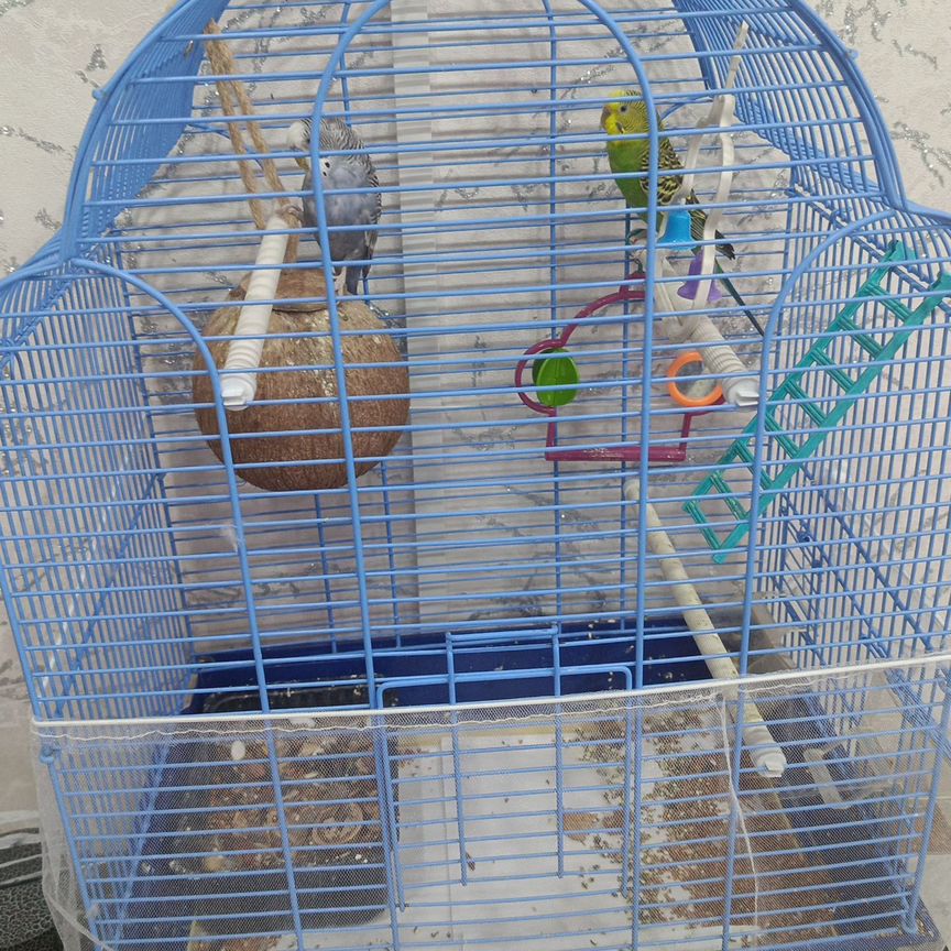 Волнистый попугай с клеткой