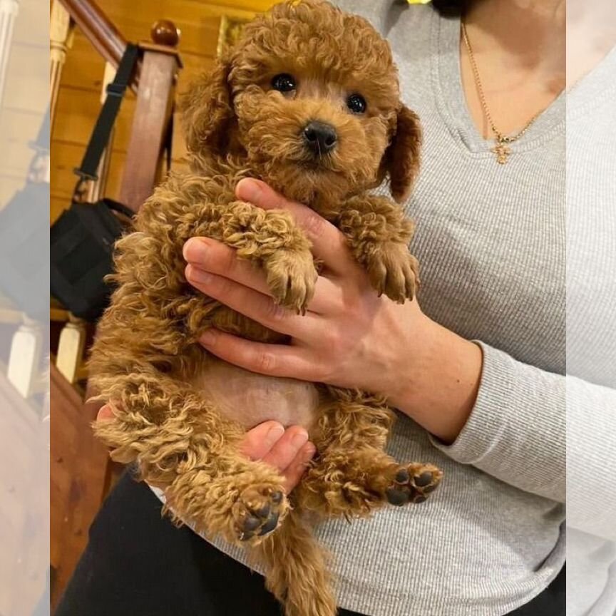 Той-пудель ред браун