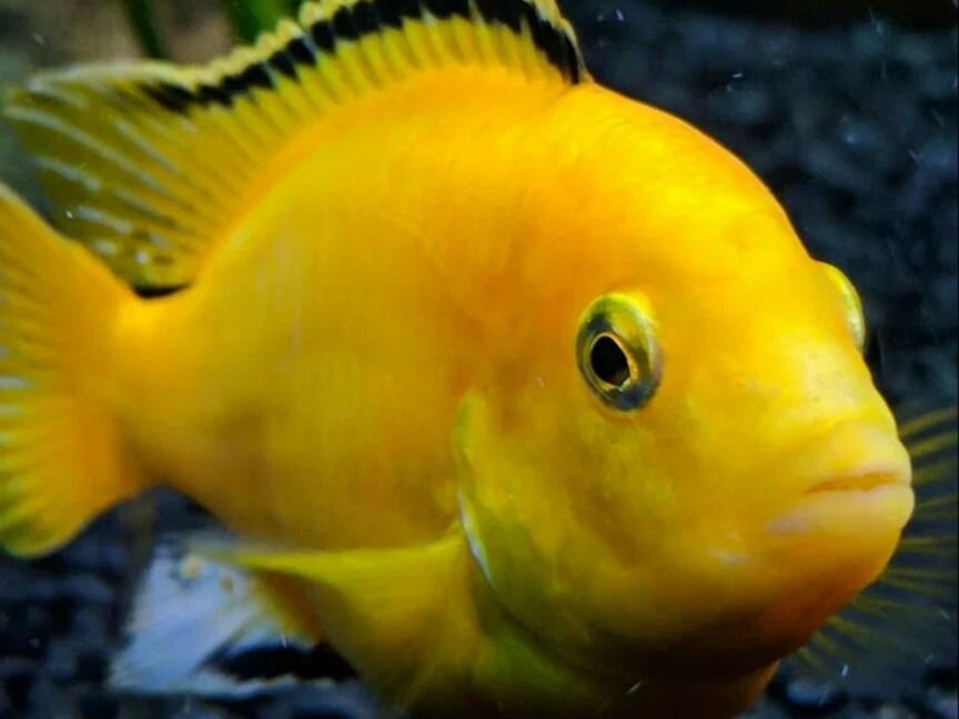 Аквариумные рыбки, цихлиды