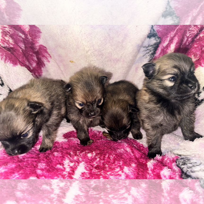 Померанский шпиц, щенок