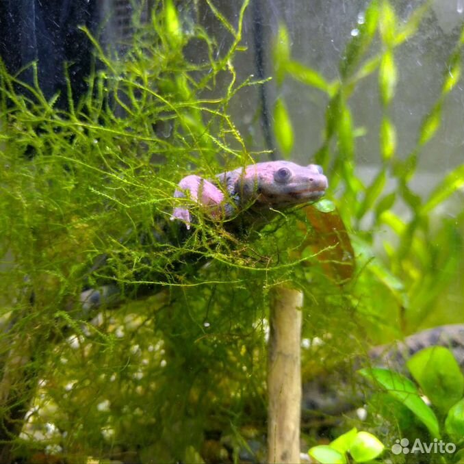 Тритоны + анубиас