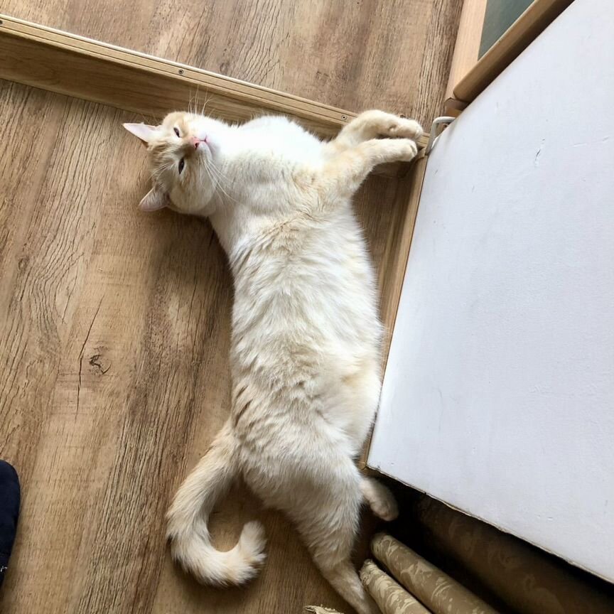 Кот Стасик