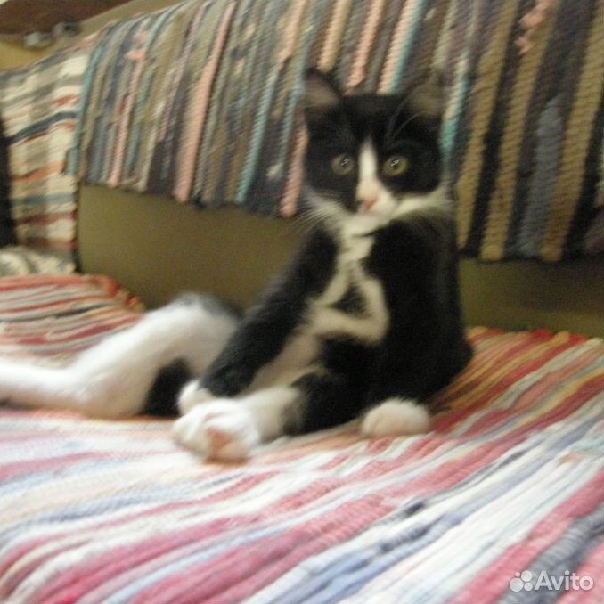 Ерошка. котенок мальчик. бесплатно