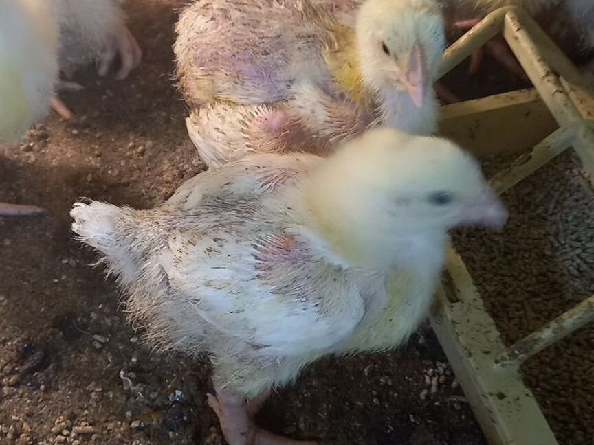 Сыточный бройлер