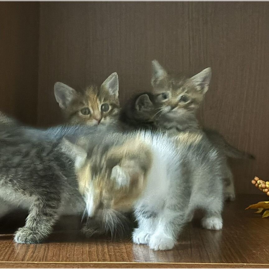 Котята в добрые руки бесплатно