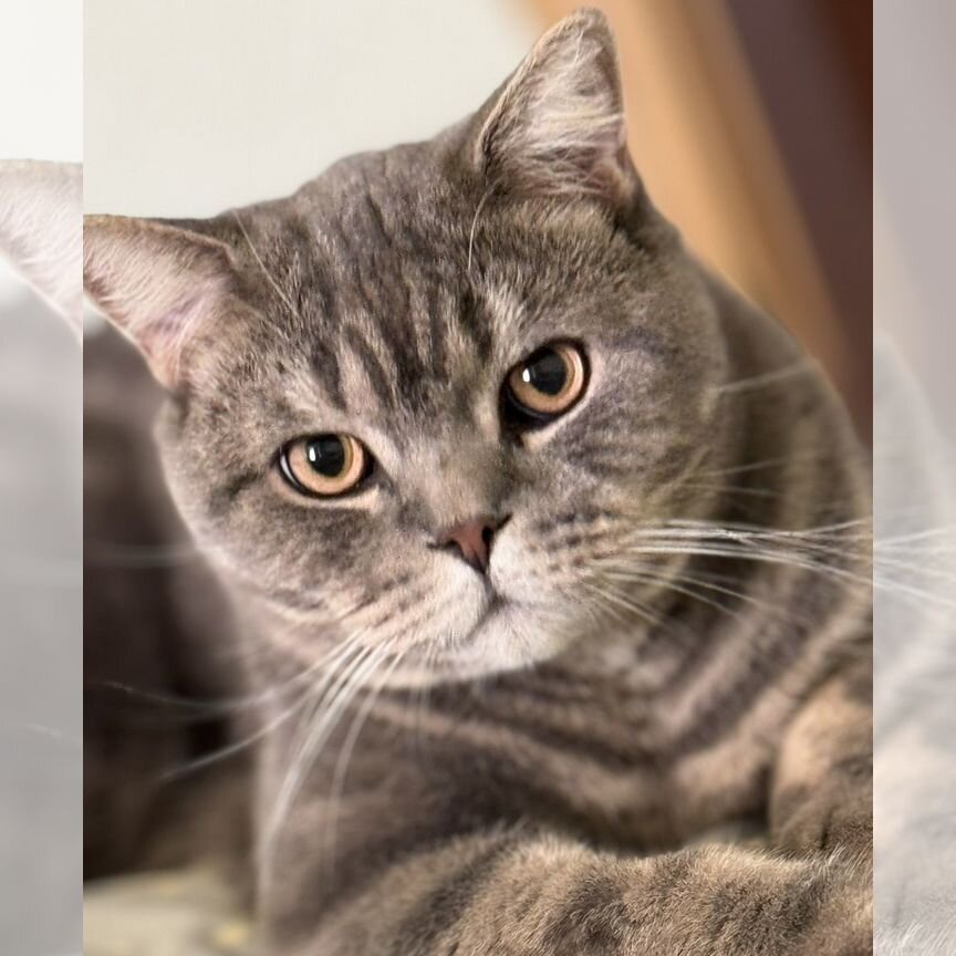 Британский короткошёрстный кот, взрослый