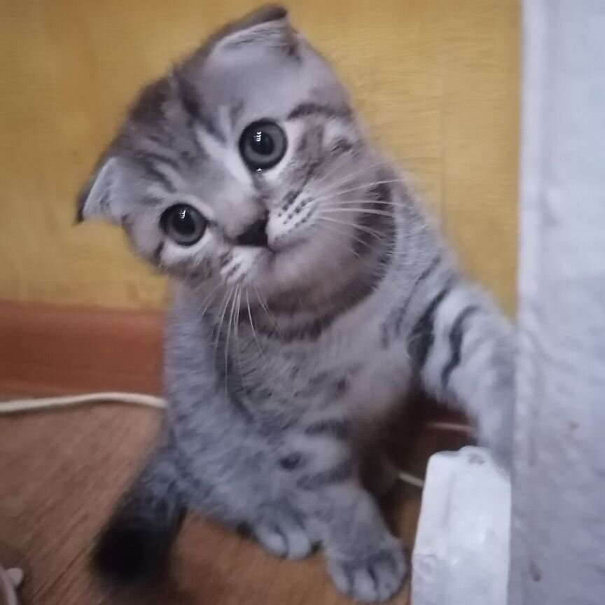 Шотландская вислоухая