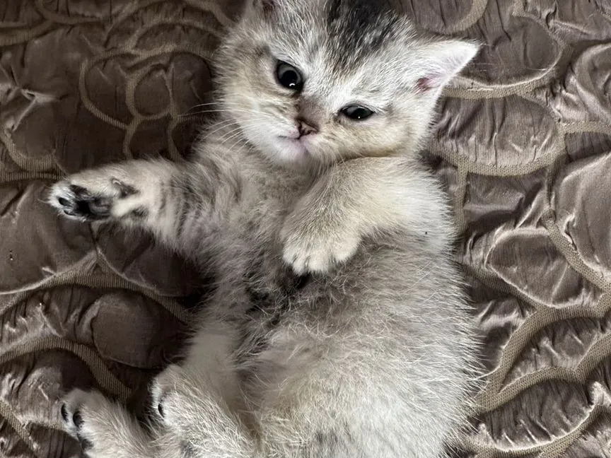 Кошка