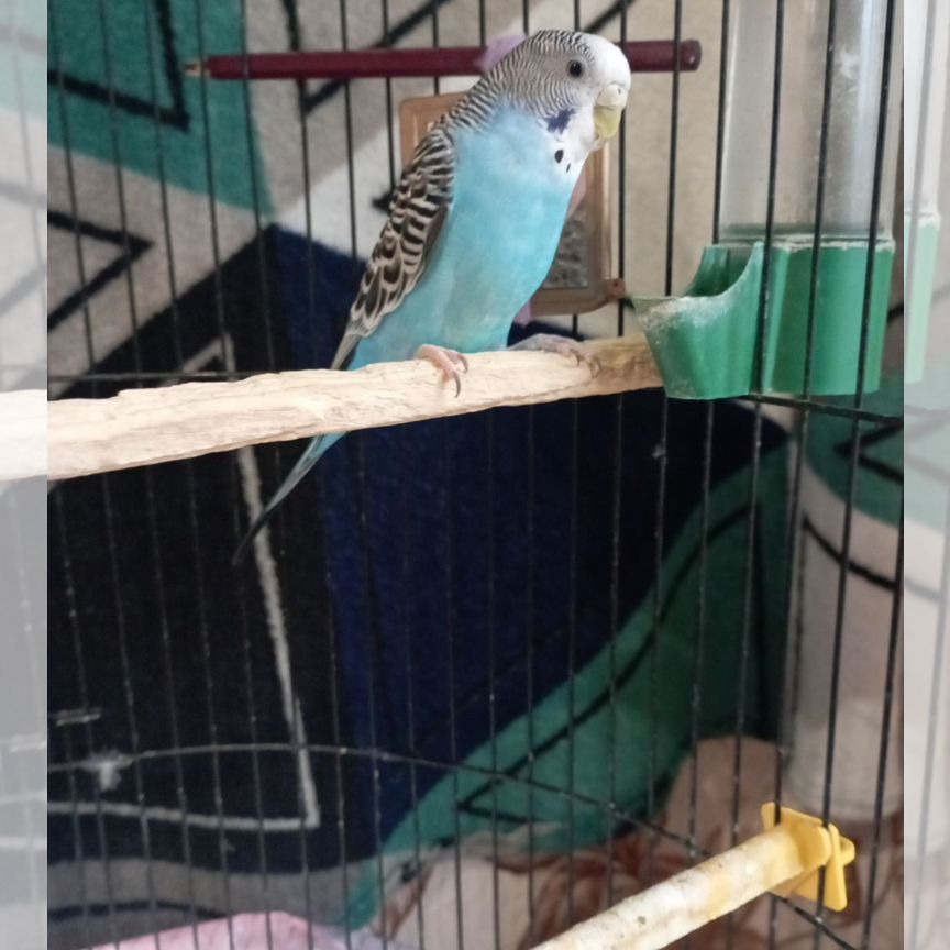 Волнистый попугай с клеткой