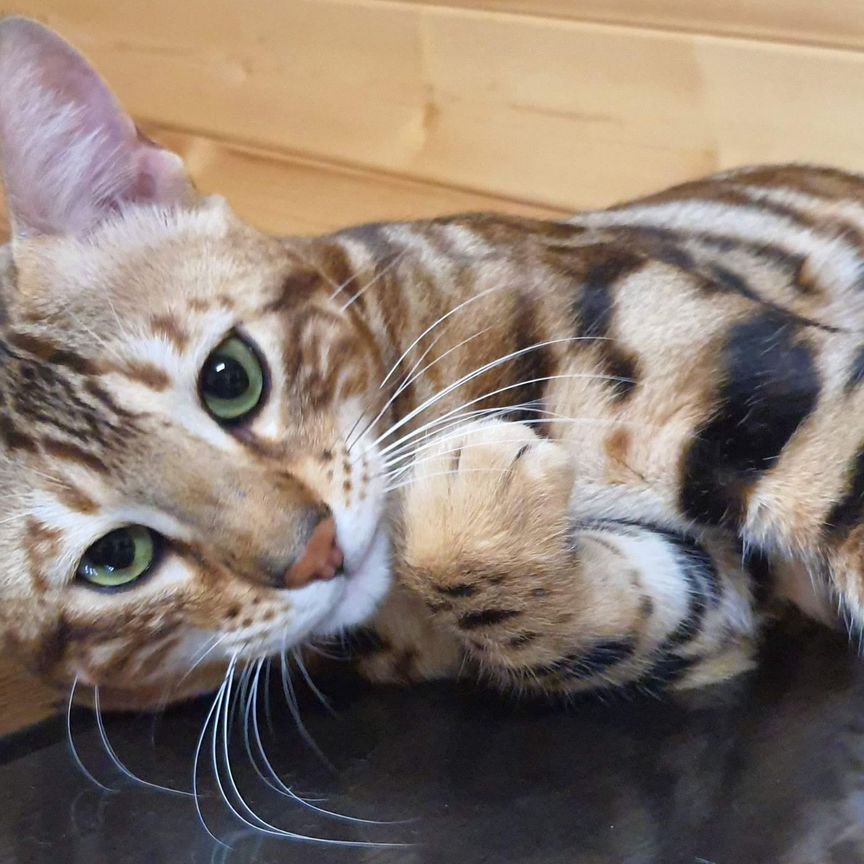 Чистокровные бенгалы