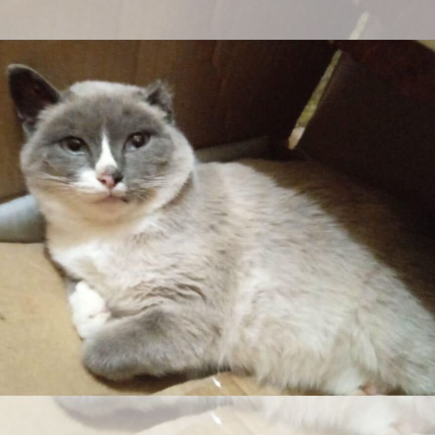 Тайская, взрослая кошка