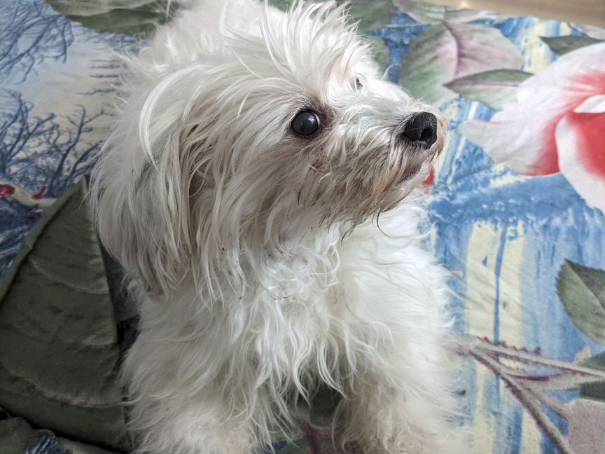 Собака, китайская хохлатая, отдам бесплатно