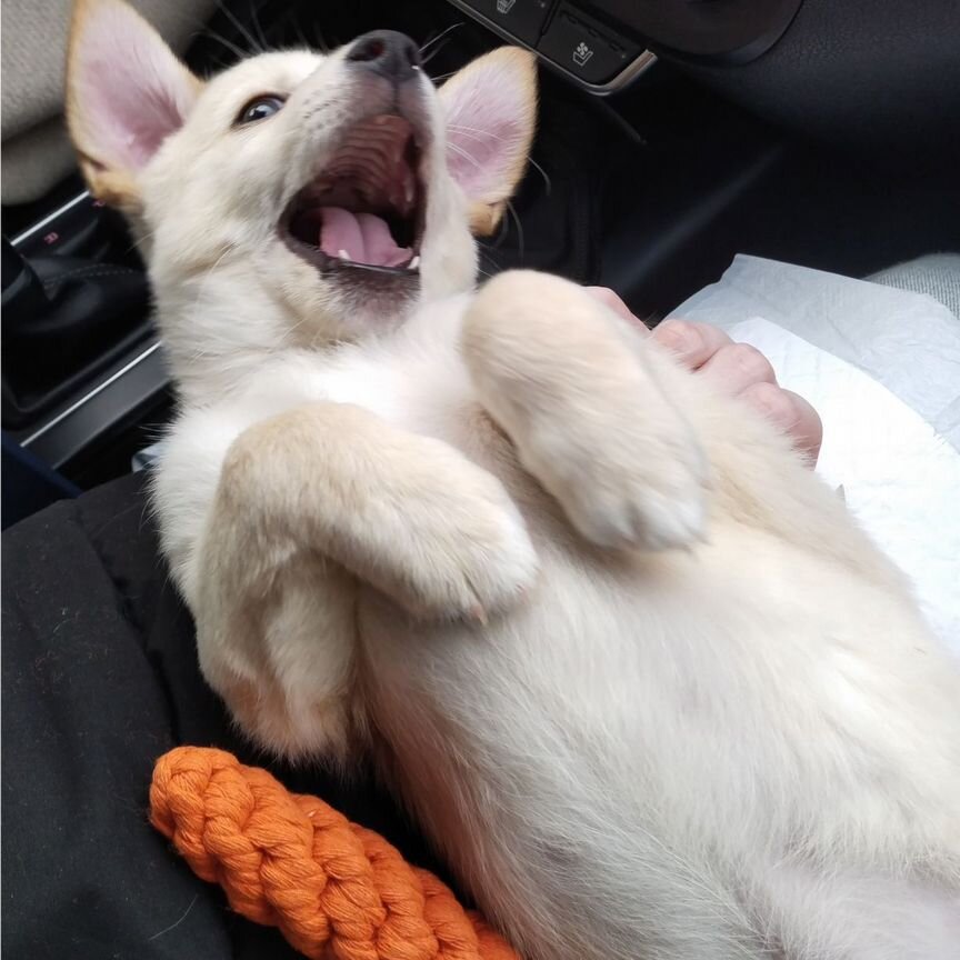 Щенок в добрые руки