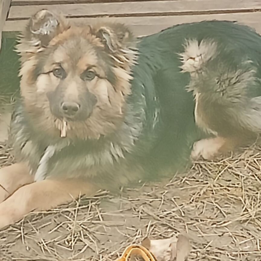 Немецкая овчарка, щенок