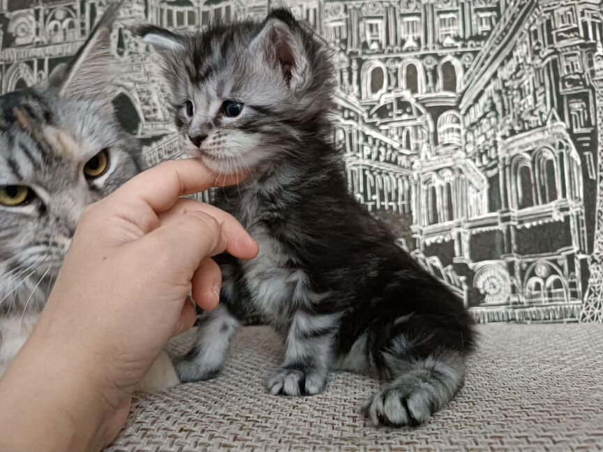 Котята мейн-кун